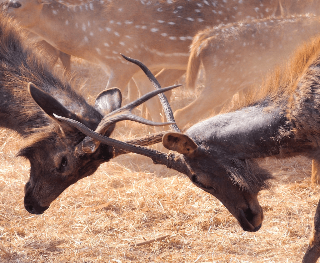 Inflation: Going Stag - Notes From the Rabbit Hole